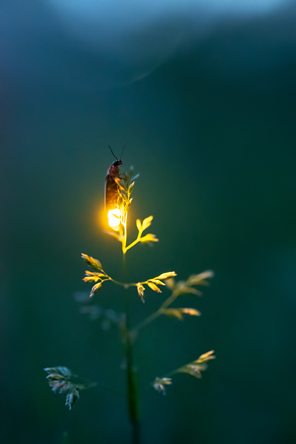 Firefly – The Boringbug